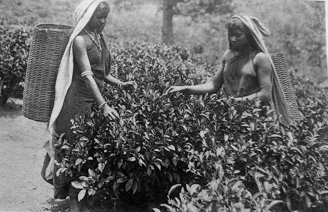 The Ceylon Journal